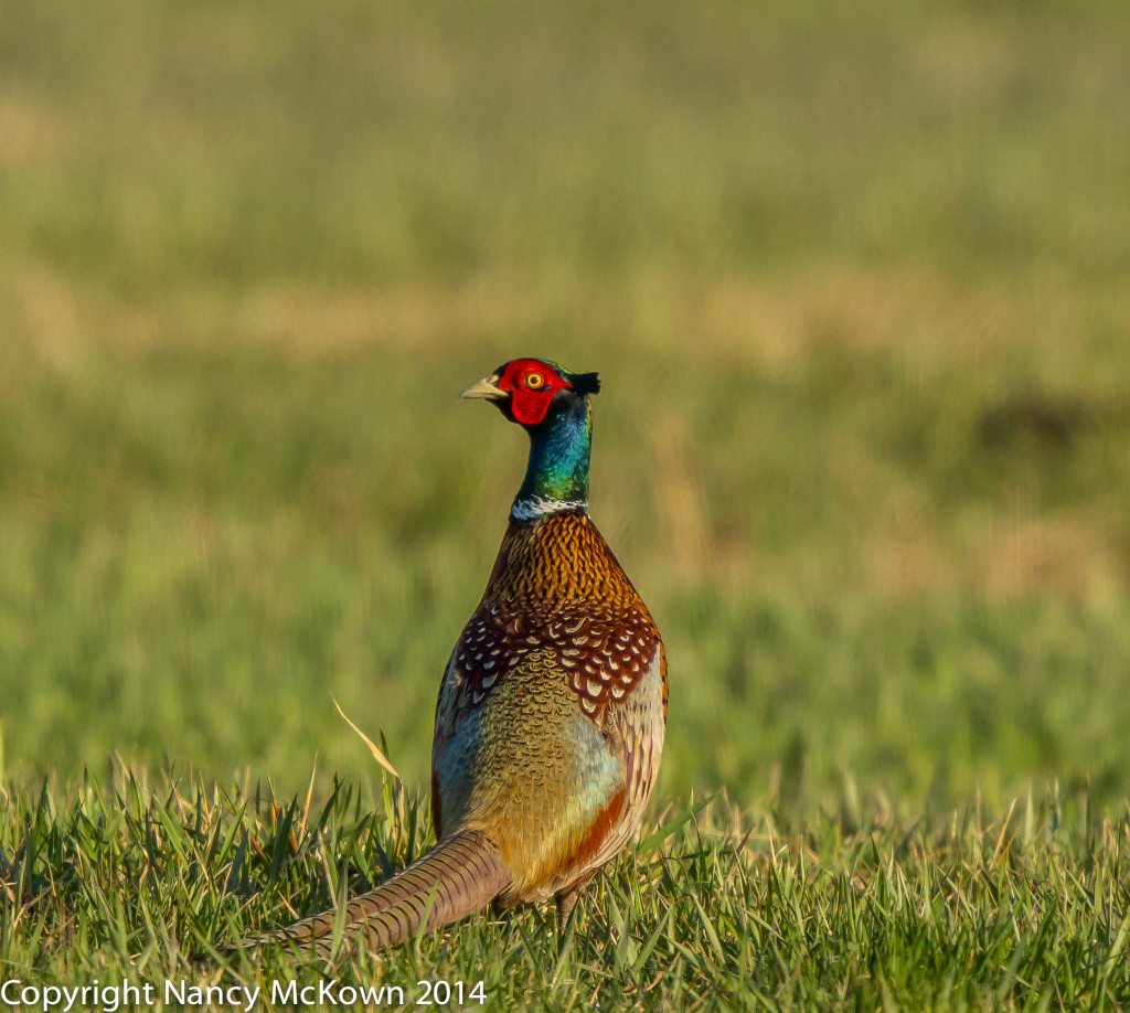 Photographing Male Ring-Necked Pheasants – The Advantages of Fast ...