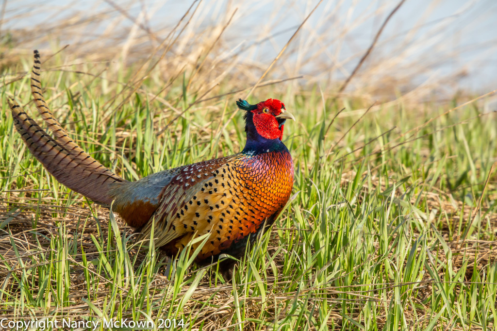 Male Adult Ring Necked Pheasant | Welcome to NancyBirdPhotography.com