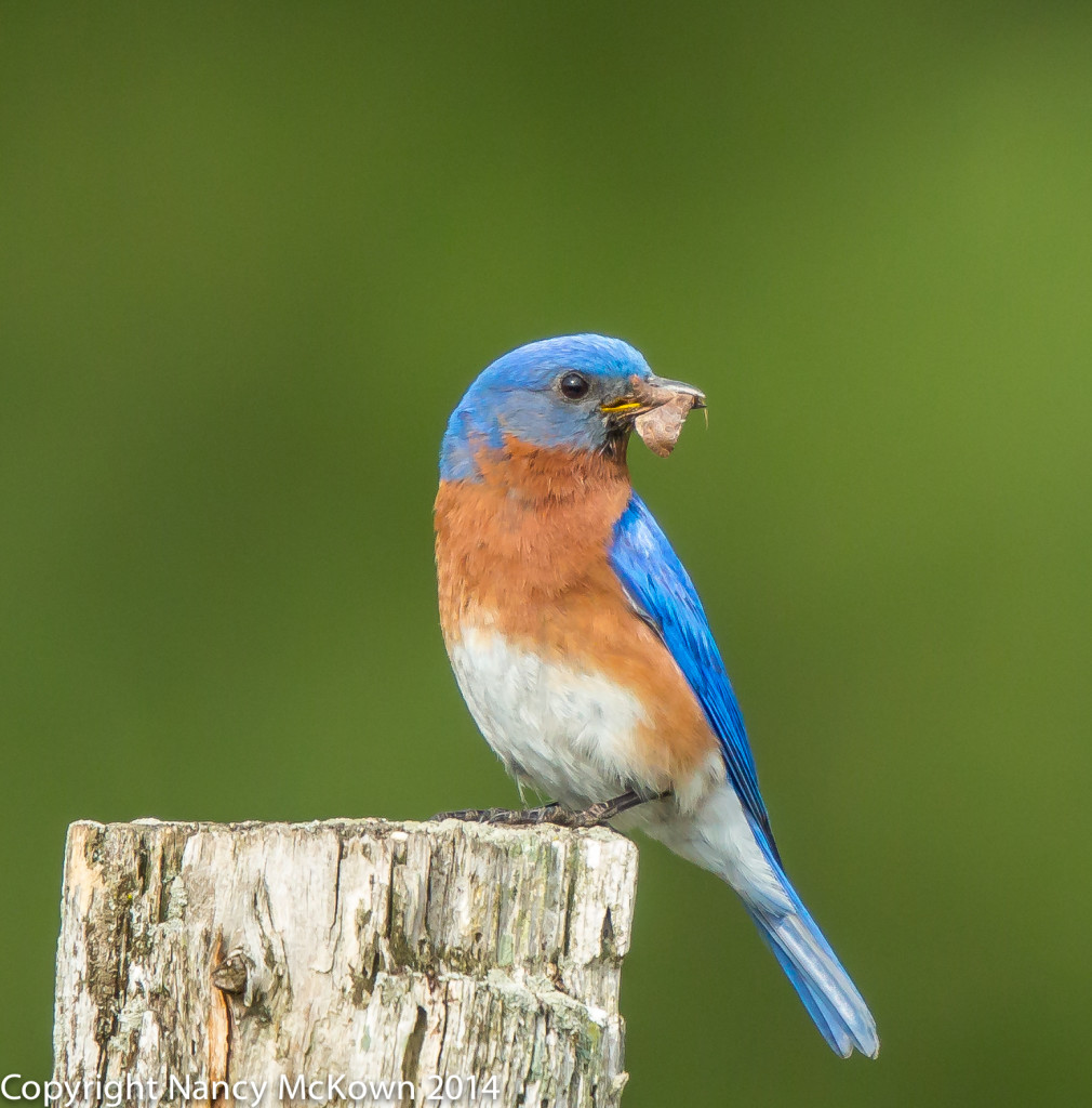 Photographing Eastern Bluebirds Attending to their Fledglings ...