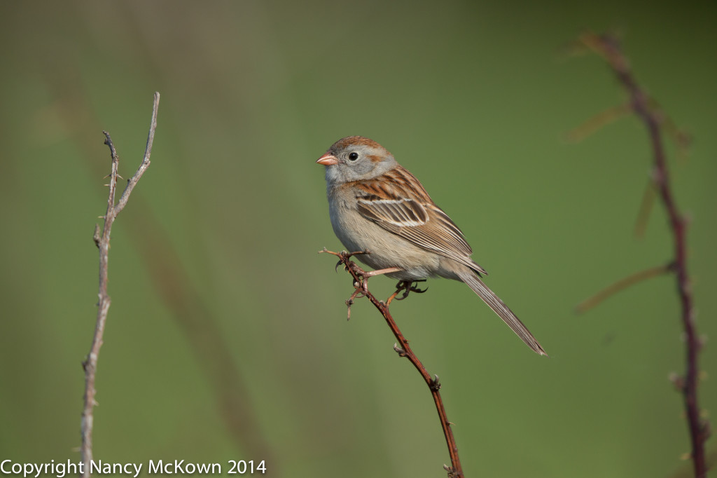 Photographing Field Sparrows and Thoughts About A Backup Camera ...