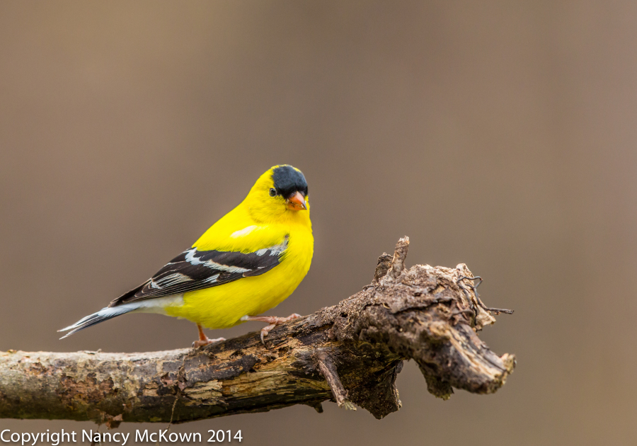 Photographing the American Gold Finch | Welcome to NancyBirdPhotography.com