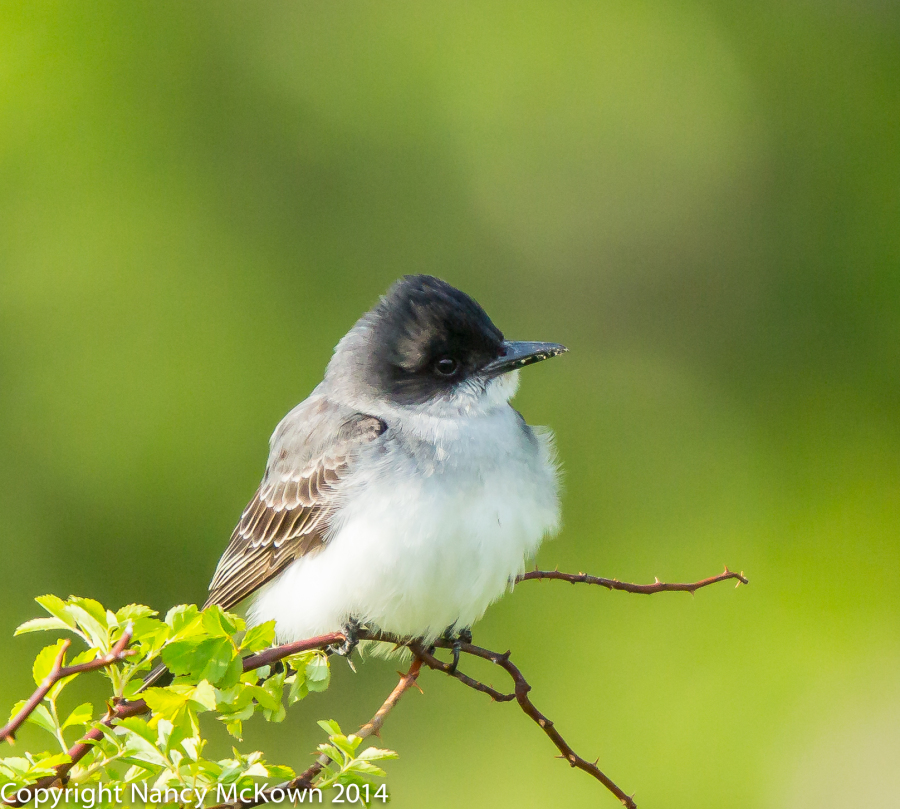 Photographing the Eastern Kingbird and Playing with Focusing Range ...
